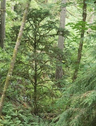 PACIFIC YEW – Lost Treasure in the Forest? - Oswego Lake Watershed Council