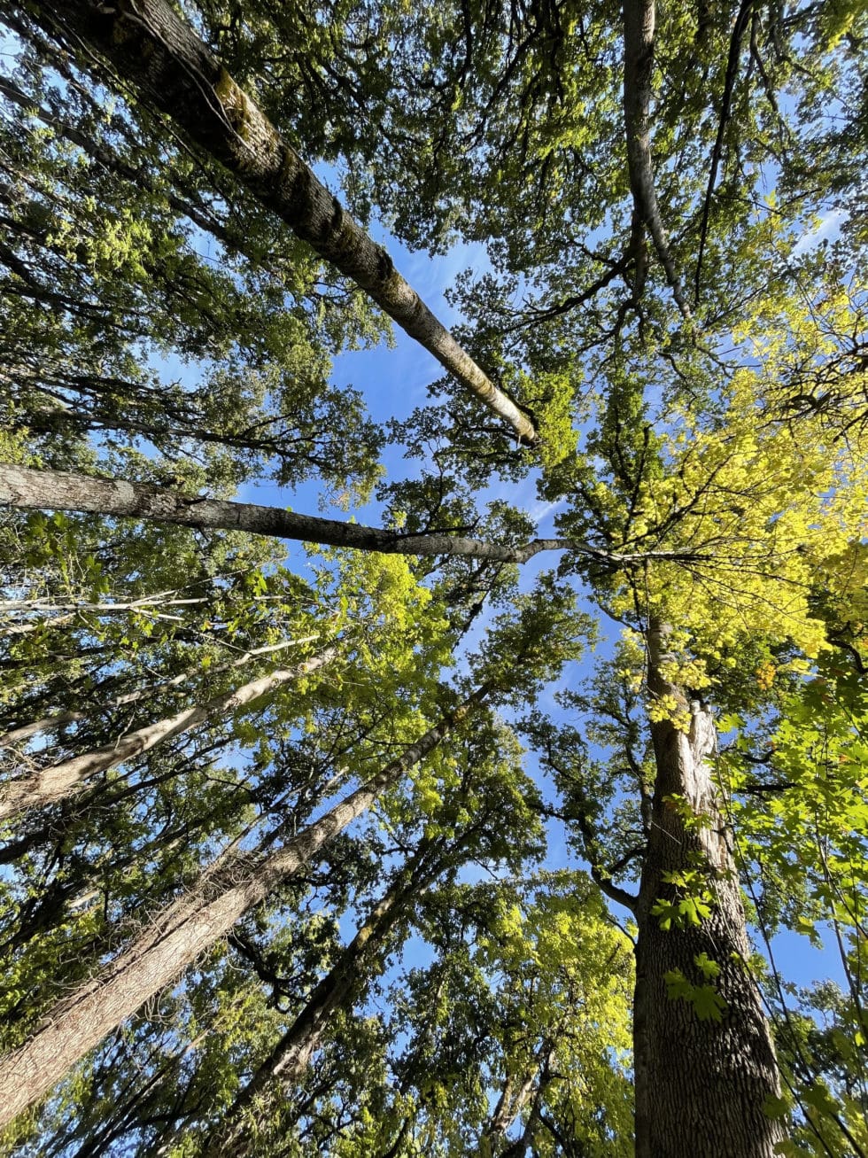 Oregon White Oaks and Community - Oswego Lake Watershed Council