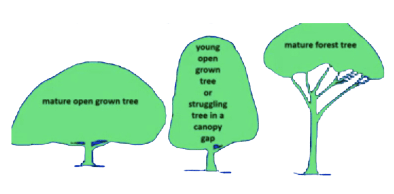 Oregon White Oaks - Oswego Lake Watershed Council